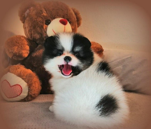 Miniature Pom Available to Reserve | Petholicks