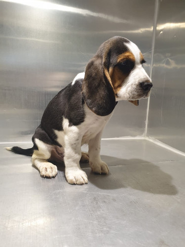 Beagle Male Puppy | Petholicks