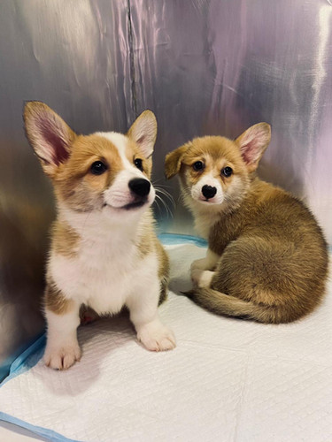 Adoreable welsh corgi puppies | Petholicks