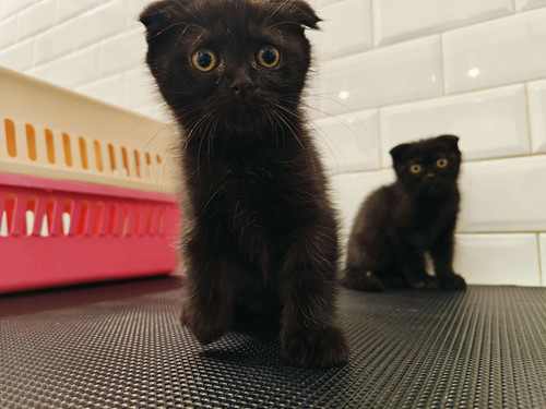 Exotic Black Scottish Fold | Petholicks