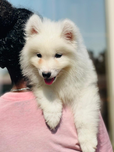 Grown White Samoyed Male Puppy in Dubai | Petholics