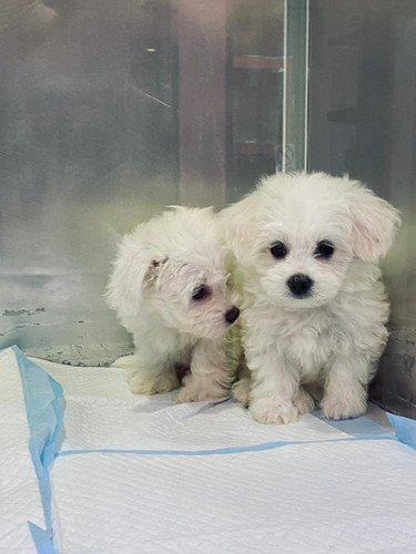 Mini Maltese Boys | Petholicks