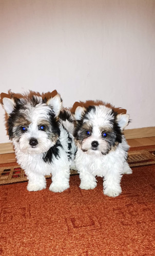 Biewer Yorkshire Terrier for Sale Dubai | Cute Toy Breed