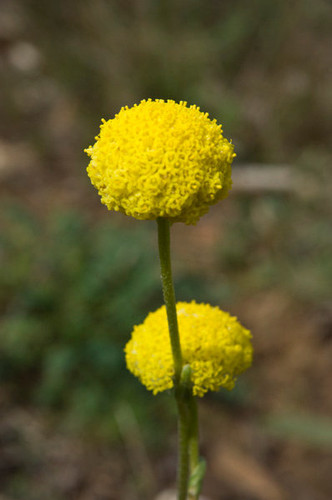 Craspedia variabilis - Common Billy Buttons - 25 seeds | LGAFS