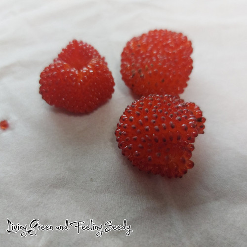 Rubus probus - Atherton Raspberry / Wild Native Raspberry - 20 seeds ...