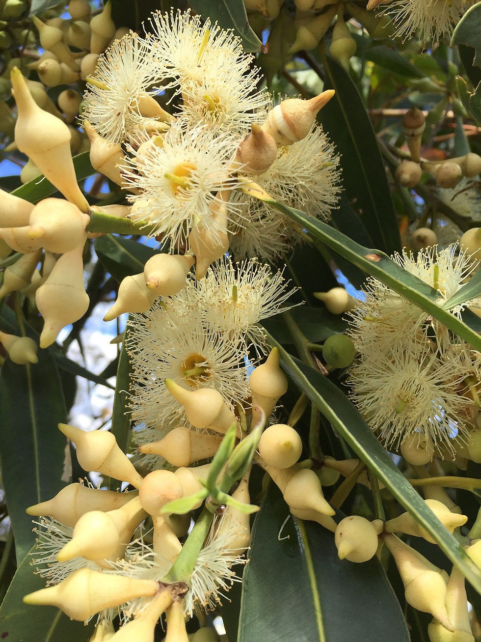 Eucalyptus robusta - Swamp Mahogany - 100 seeds | LGAFS