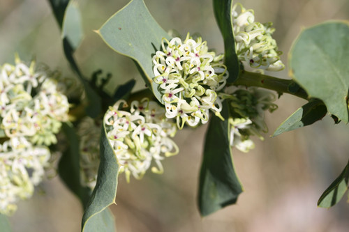 Hakea prostrata Coastal Form - Prostrate Harsh Hakea - 5 seeds | LGAFS