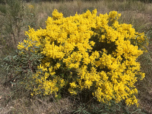 Acacia decora - Showy Wattle - 30 seeds | LGAFS