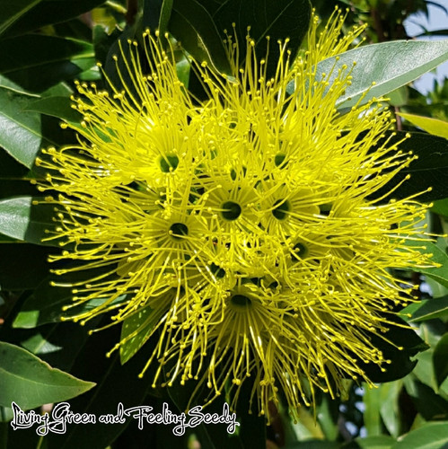 Xanthostemon chrysanthus - Golden Penda - 25 seeds | LGAFS