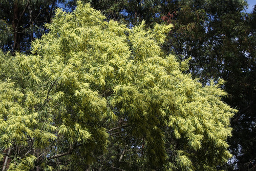 Acacia floribunda - Gossamer Wattle / Sally Wattle - 30 seeds | LGAFS