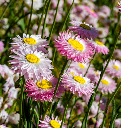 Rhodanthe chlorocephala rosea - Pink Sunray Everlasting - 75 Seeds | LGAFS