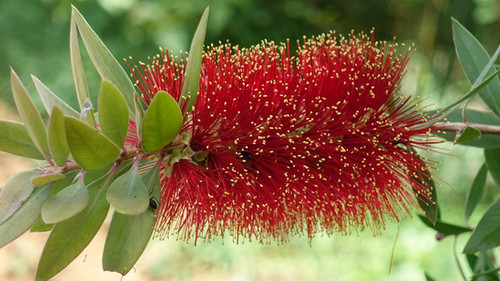 Callistemon polandii - Gold Tipped Bottlebrush - 250 Seeds | LGAFS