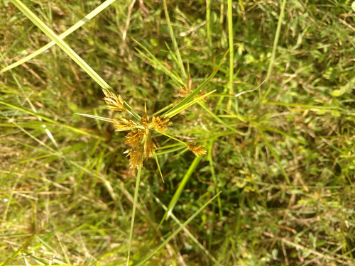 Cyperus polystachyos - Bunchy Sedge - 100 seeds | LGAFS