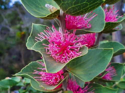 Hakea cucullata - Scallops Hakea - 10 Seeds | LGAFS