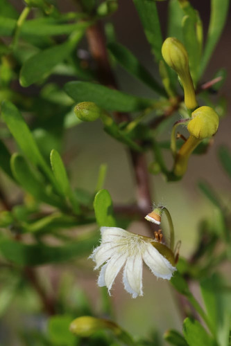 Scaevola spinescens Broad Leaf Form - Maroon Bush / Currant Bush - 10 ...