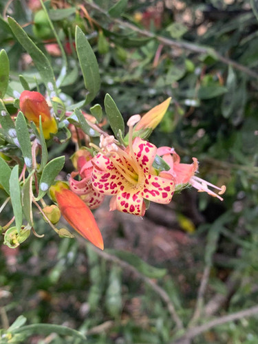 Eremophila maculata - Spotted Emu Bush / Spotted Fuchsia Bush - 10 ...