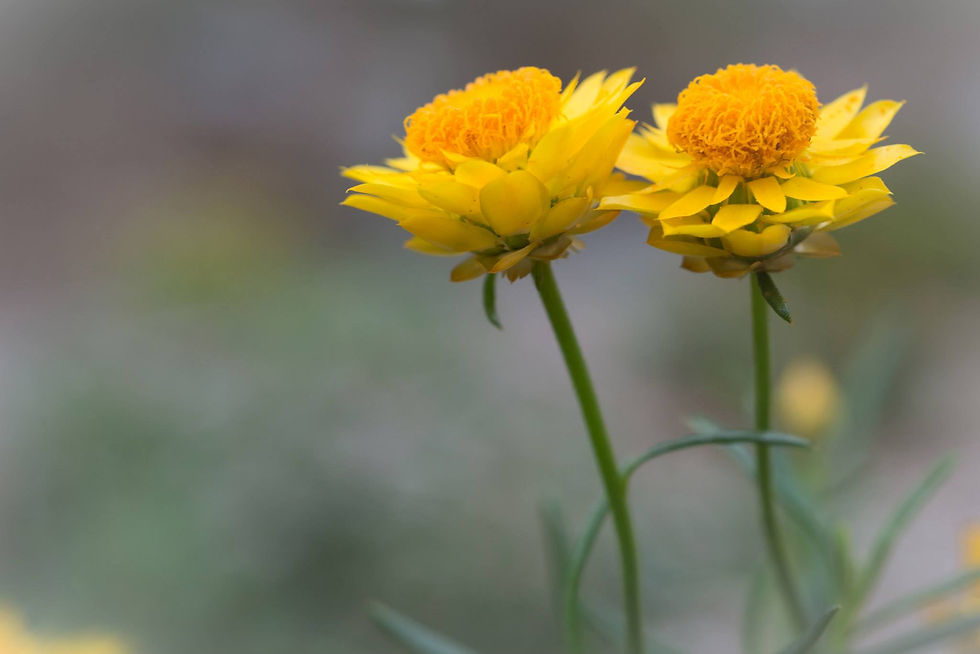 Xerochrysum viscosum - Sticky Everlasting Daisy / Sticky Paper Daisy ...