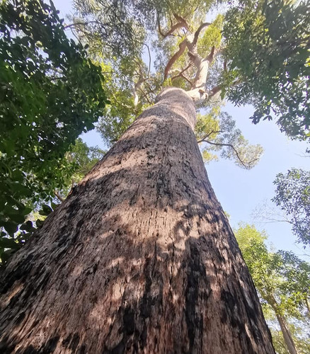 Eucalyptus acmenoides - White Mahogany - 150 Seeds | LGAFS
