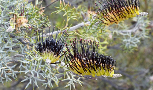 Grevillea hookeriana - Black Toothbrushes / Hookers Grevillea - 5 seeds ...