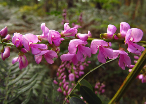 Indigofera australis - Native Indigo - 30 Seeds | LGAFS