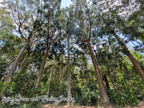 Agathis robusta - Kauri Pine / QLD Kauri - 20 seeds | LGAFS