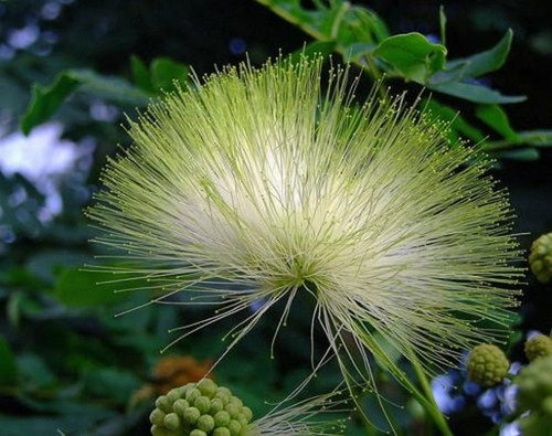 Albizia lebbeck - Broome Rain Tree / Indian Siris - 20 seeds | LGAFS