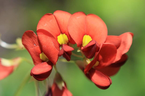 Kennedia macrophylla - Cape Leeuwin Creeper - 20 seeds | LGAFS