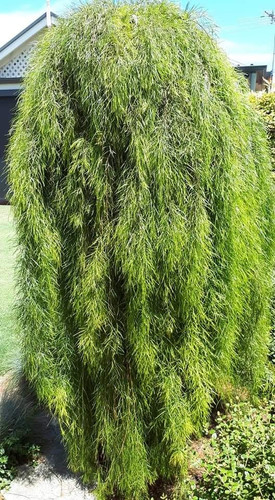 Acacia cognata - Bower Wattle / River Wattle - 30 seeds | LGAFS