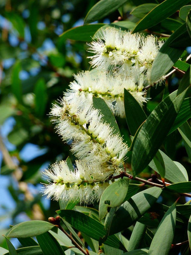 Melaleuca leucadendra Broad Leaf - Weeping Paperbark - 100 seeds | LGAFS
