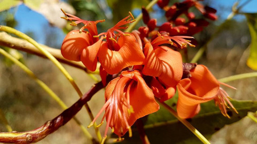 Erythrina vespertillio - Bat's Wing Coral Tree - 15 Seeds | LGAFS