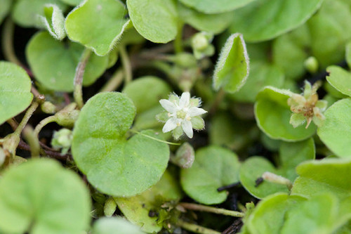 Dichondra repens - Kidney Weed - 50 coated seeds | LGAFS
