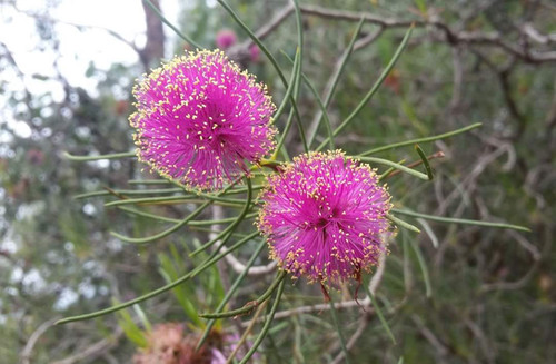 Melaleuca filifolia - Wiry Honey Myrtle - 100 seeds | LGAFS
