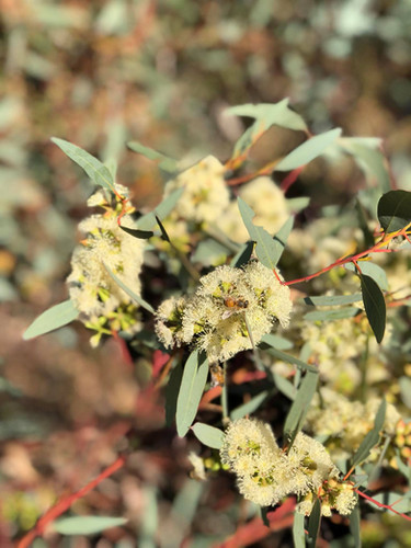 Eucalyptus oleosa - Giant Mallee / Red Mallee - 50 seeds | LGAFS