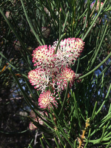 Hakea drupacea syn H. suaveolens - Sweet Hakea - 10 seeds | LGAFS