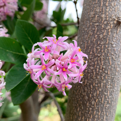 Dais cotinifolia - Pom Pom Tree - 15 Seeds | LGAFS