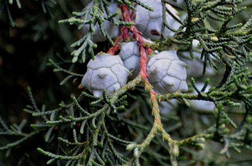 Callitris rhomboidea - Port Jackson Pine - 30 Seeds | LGAFS