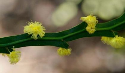 Acacia alata v alata - Winged Wattle - 30 seeds | LGAFS