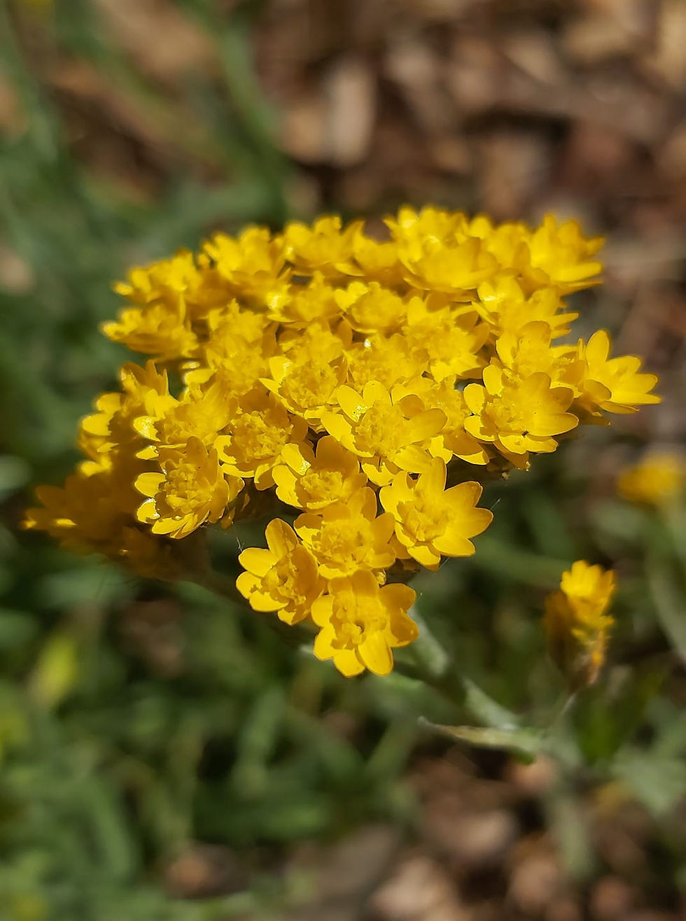 Rhodanthe humboldtiana - Golden Clusters - 50 seeds | LGAFS