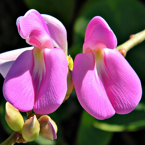 Canavalia rosea - Beach Bean / Wild Jack Bean - 10 Seeds | LGAFS
