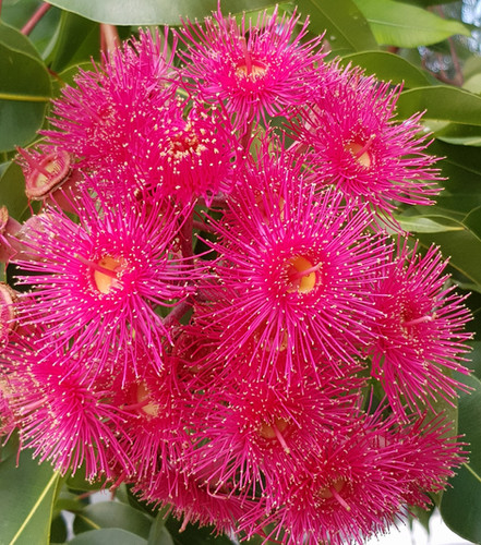 Corymbia ptychocarpa syn Eucalyptus ptychocarpa - Swamp Bloodwood - 30 ...