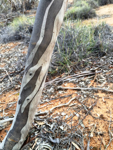 Eucalyptus gracilis - White Mallee / Yorrell - 100 Seeds | LGAFS