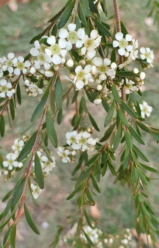 Leptospermum brachyandrum - Weeping Tea Tree - 200 seeds | LGAFS