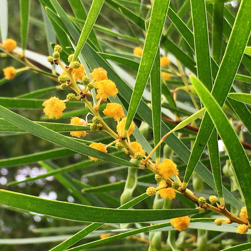 Acacia simsii - Sims' Wattle / Heathland Wattle - 30 seeds | LGAFS