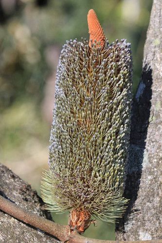 Banksia conferta v conferta - Glasshouse Banksia - 5 seeds | LGAFS