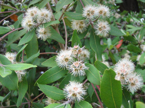 Syncarpia glomulifera - Turpentine Tree / Yanderra - 200 seeds | LGAFS