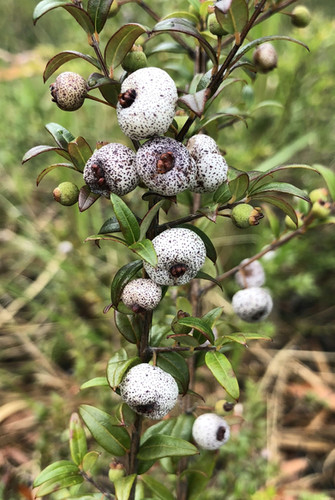 Austromyrtus dulcis - Midgen Berry - 25 Seeds | LGAFS