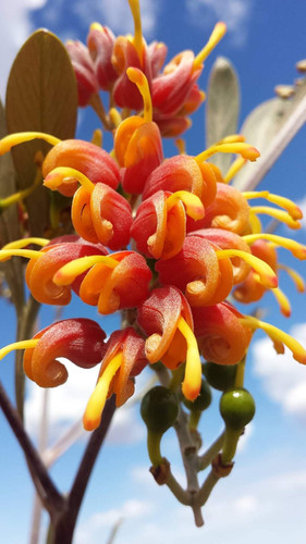 Grevillea refracta - Tropical Silver Leaf Grevillea - 5 seeds | LGAFS