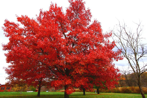 Quercus coccinea - Scarlet Oak - 5 seeds | LGAFS
