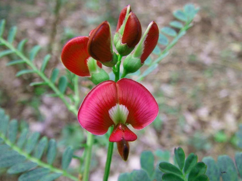 Swainsona galegifolia - Smooth Darling Pea | LGAFS