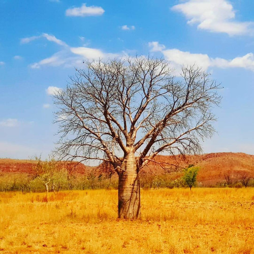 Adansonia gregorii - Australian Baobab / Boab - 10 seeds | LGAFS
